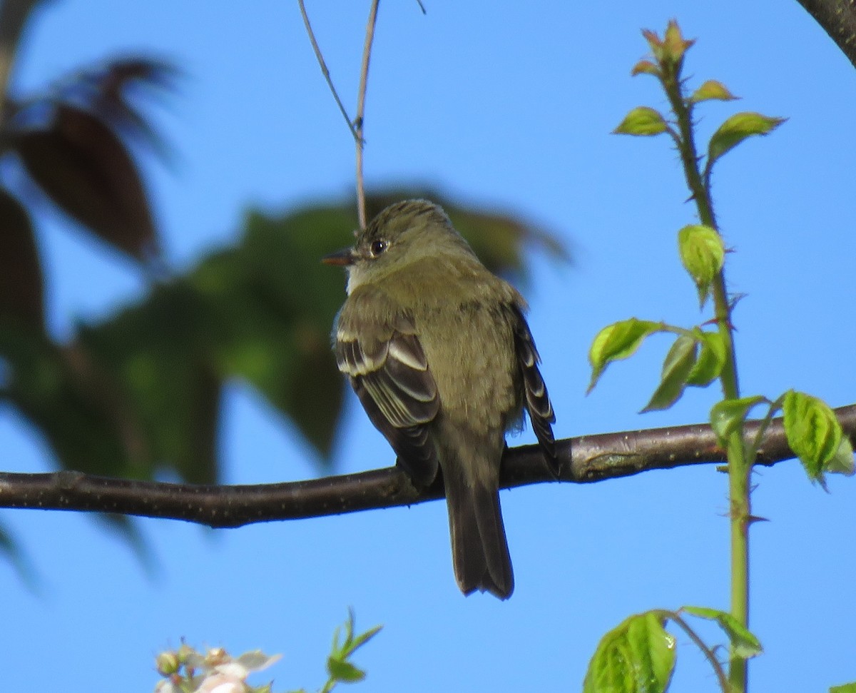Maryland-DC Breeding Bird Atlas Checklist - 12 May 2024 - Audrey ...