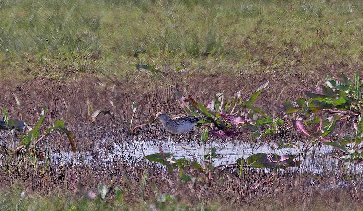 eBird Checklist - 12 May 2024 - Spurn Bird Observatory Recording Area ...