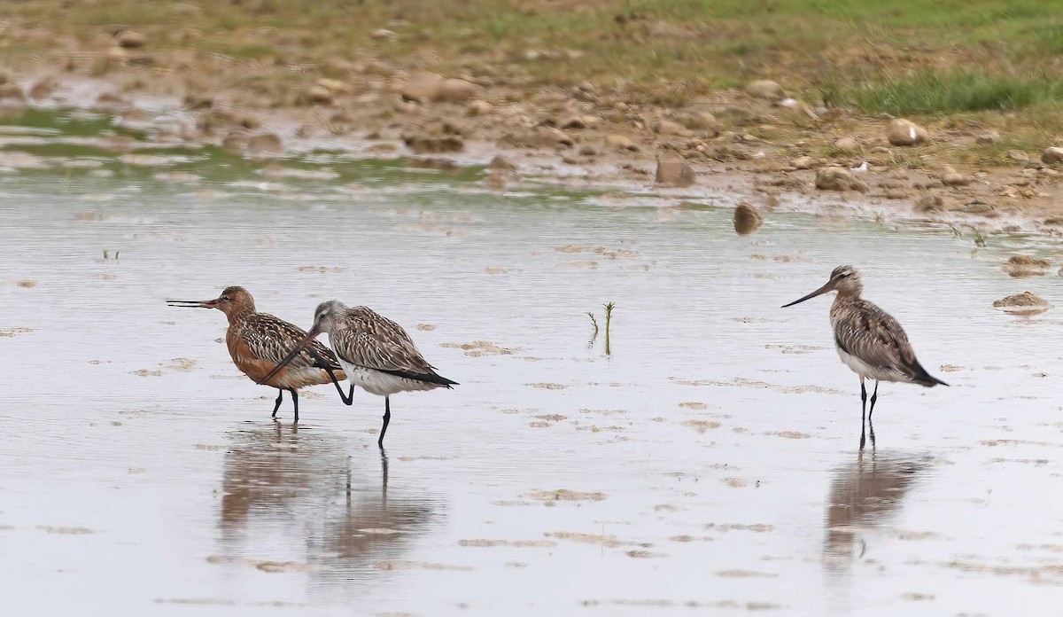 eBird Checklist - 11 May 2024 - Spurn Bird Observatory Recording Area ...