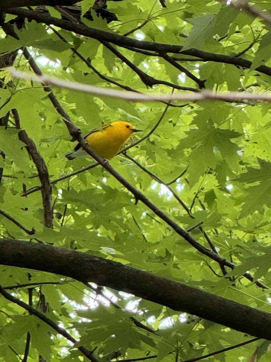 Pennsylvania Bird Atlas Checklist - 12 May 2024 - Produce Rd ...
