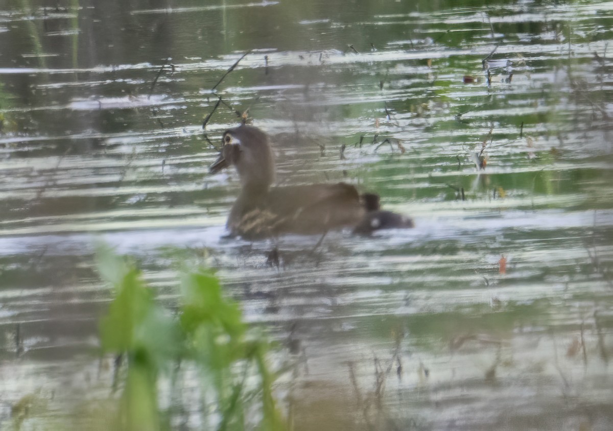 eBird Checklist - 12 May 2024 - Dreibelbis Birding Area (formerly ...