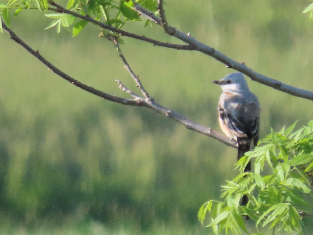 eBird Checklist - 11 May 2024 - stakeout Scissor-tailed Flycatcher, Lincoln (2024) - 1 species