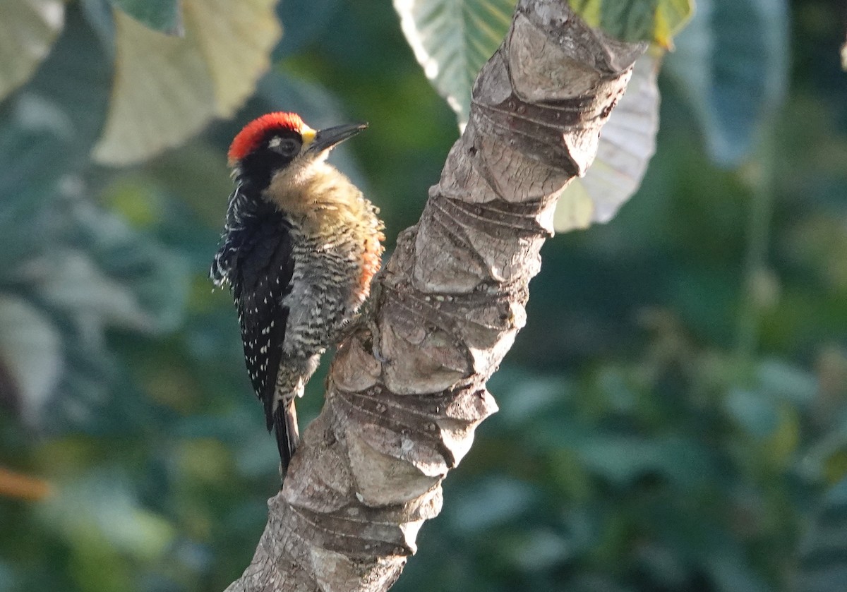 eBird Checklist - 1 May 2024 - Canopy Tower - 17 species