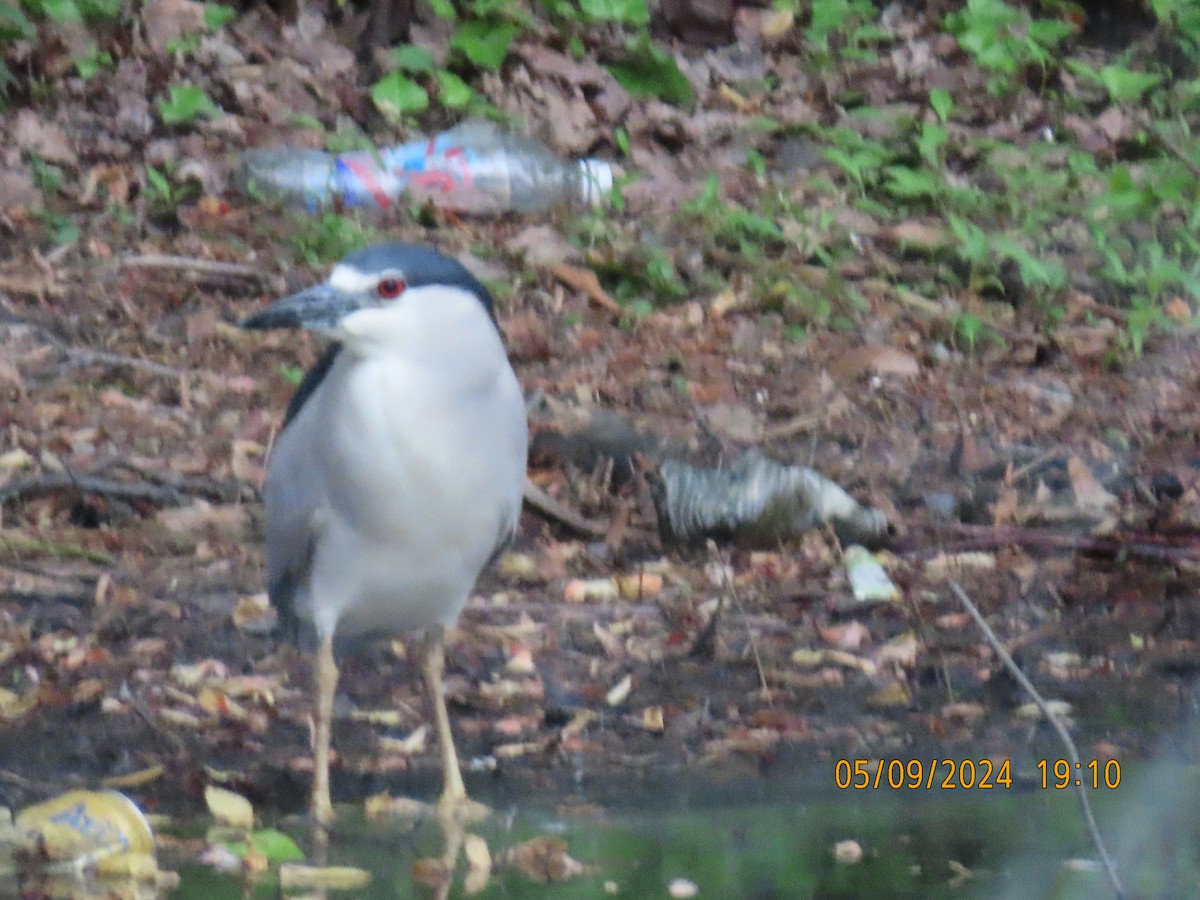 eBird Checklist - 9 May 2024 - Long Branch Nature Center & Park - 36 ...