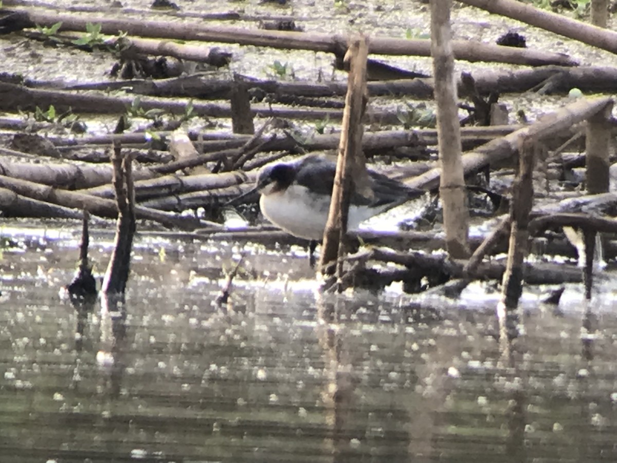eBird Checklist - 12 May 2024 - Cetronia Rd. Flooded Field - 24 species