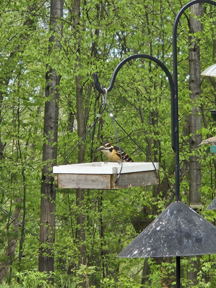 eBird Checklist - 11 May 2024 - 956 Mason Road, Wilton, NH - 1 species