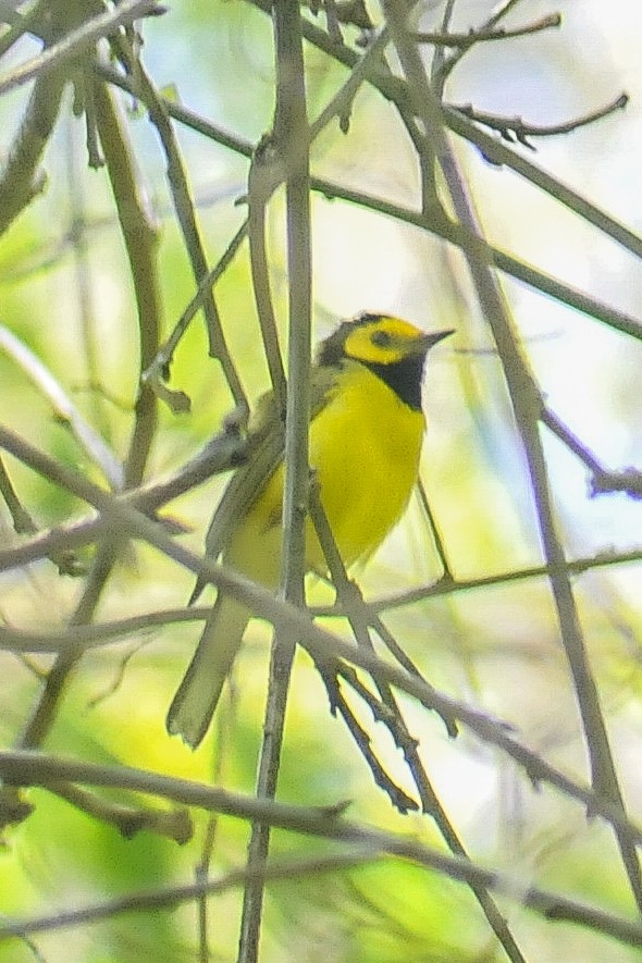 eBird Checklist - 12 May 2024 - Pinckney RA--Kelly Rd. - 30 species