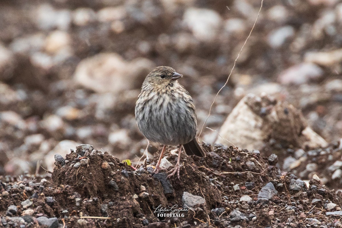 eBird Checklist - 11 May 2024 - Ingreso Parque Nacional Llanganates - 7 ...