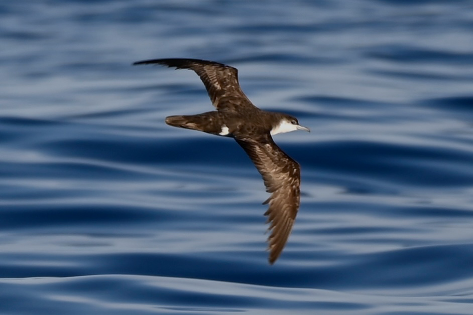 eBird Checklist - 12 May 2024 - St. Johns Tuna Pelagic (May 2024) — Leg ...