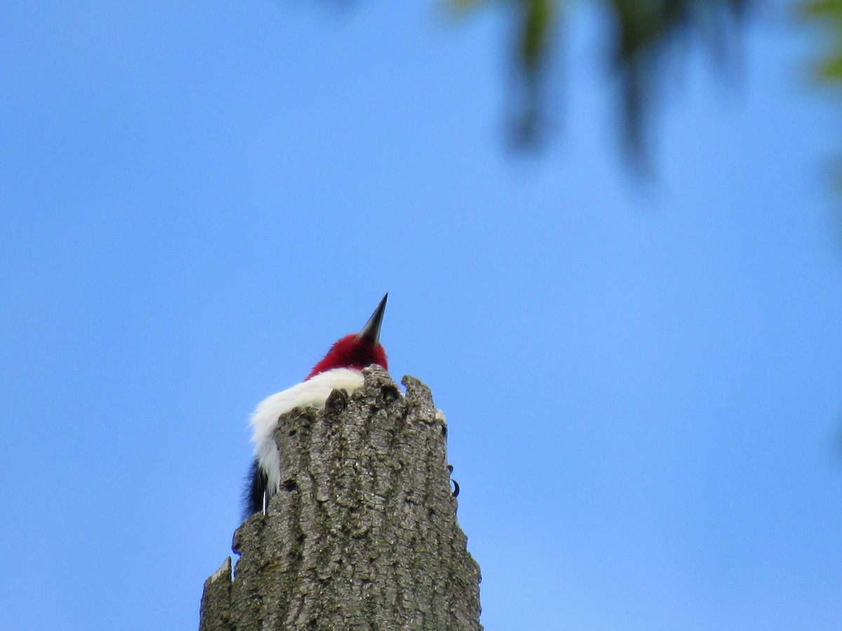 eBird Checklist - 12 May 2024 - Lancaster Junction Trail - 37 species ...