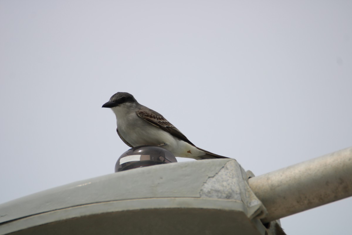 eBird Checklist - 12 May 2024 - Pensacola Pier - 11 species