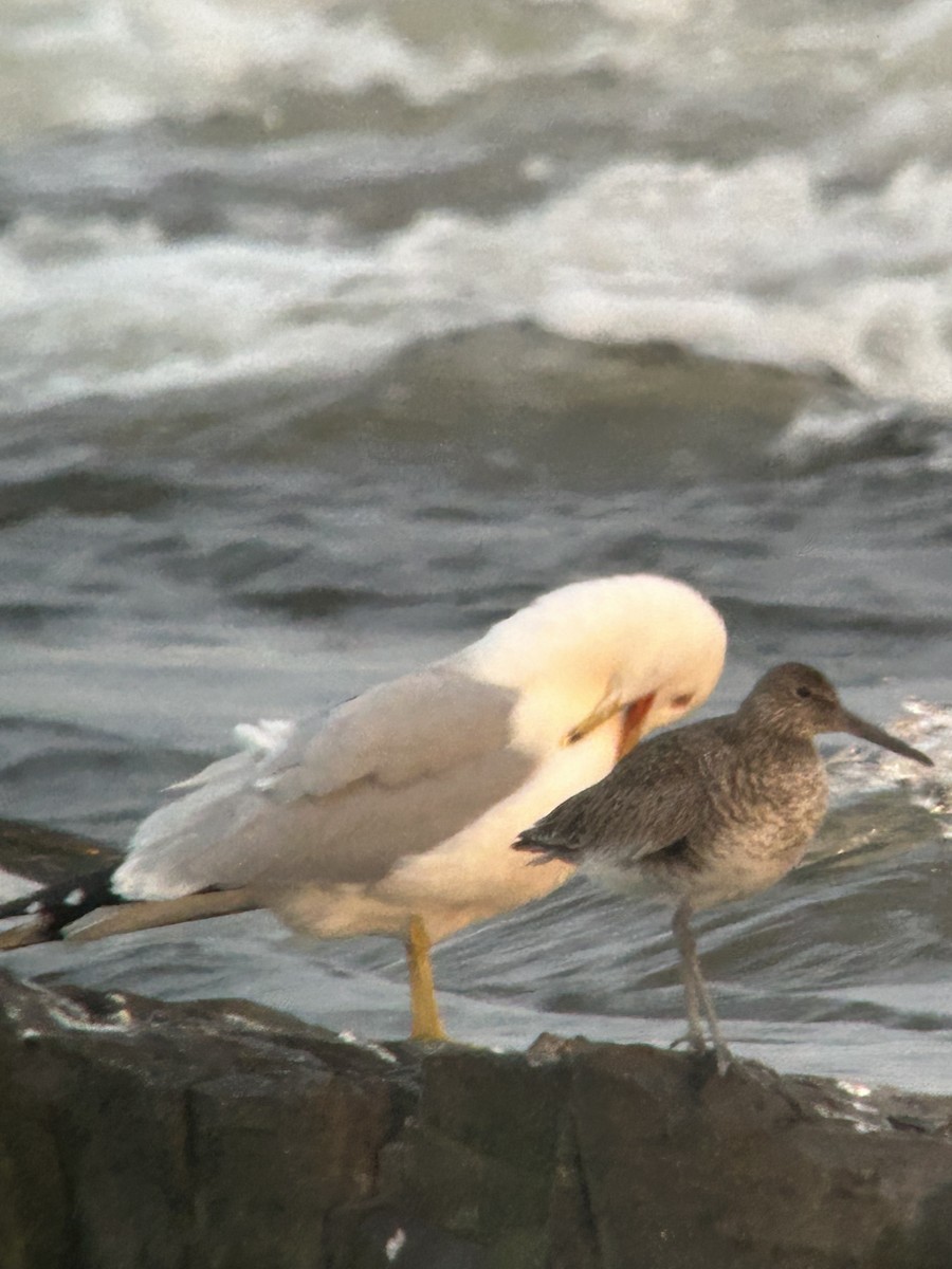 eBird Checklist - 12 May 2024 - Parc de l'Honorable-George-O'Reilly ...