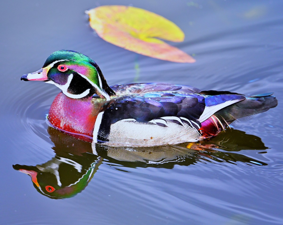 eBird Checklist - 12 May 2024 - Britannia CA--Mud Lake - 26 species