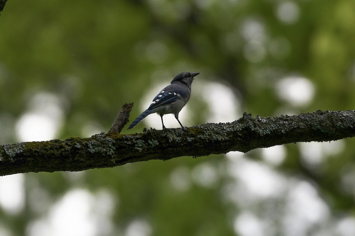 Pennsylvania Bird Atlas Checklist - 11 May 2024 - Henry Lane Park - 18 ...
