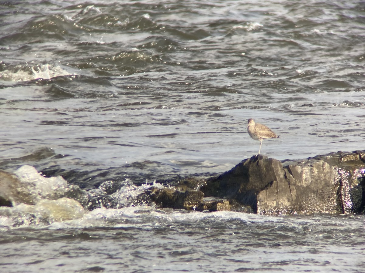 eBird Checklist - 12 May 2024 - Parc de l'Honorable-George-O'Reilly ...