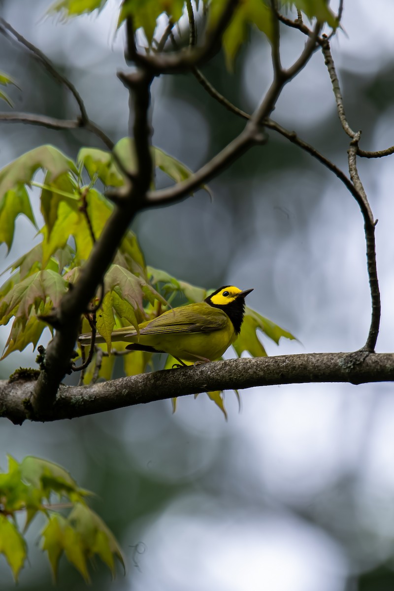 eBird Checklist - 12 May 2024 - Sergeant Mark A. Rademacher Memorial ...