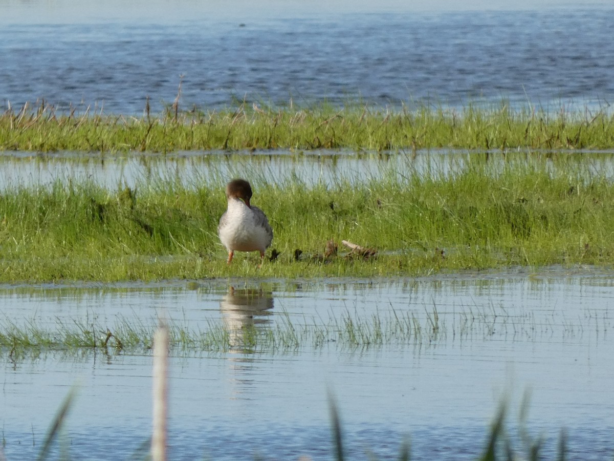 eBird Checklist - 12 May 2024 - Old Marsh Road - East End - 66 species