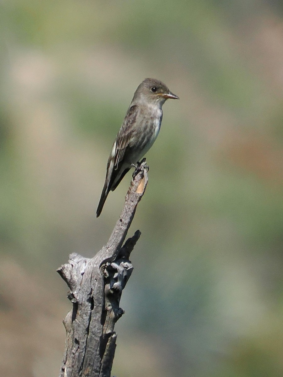 eBird Checklist - 12 May 2024 - Rubio Canyon - 25 species (+1 other taxa)