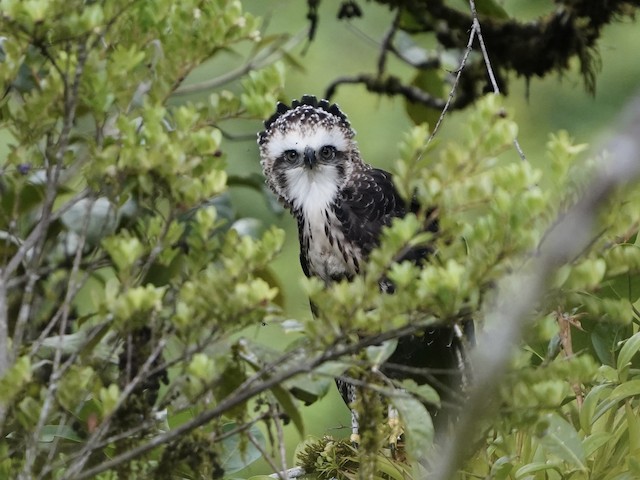 El Progreso, Guatemala - eBird