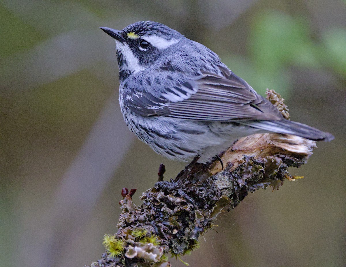 Audubon's x Black-throated Grey Warbler (hybrid) - eBird
