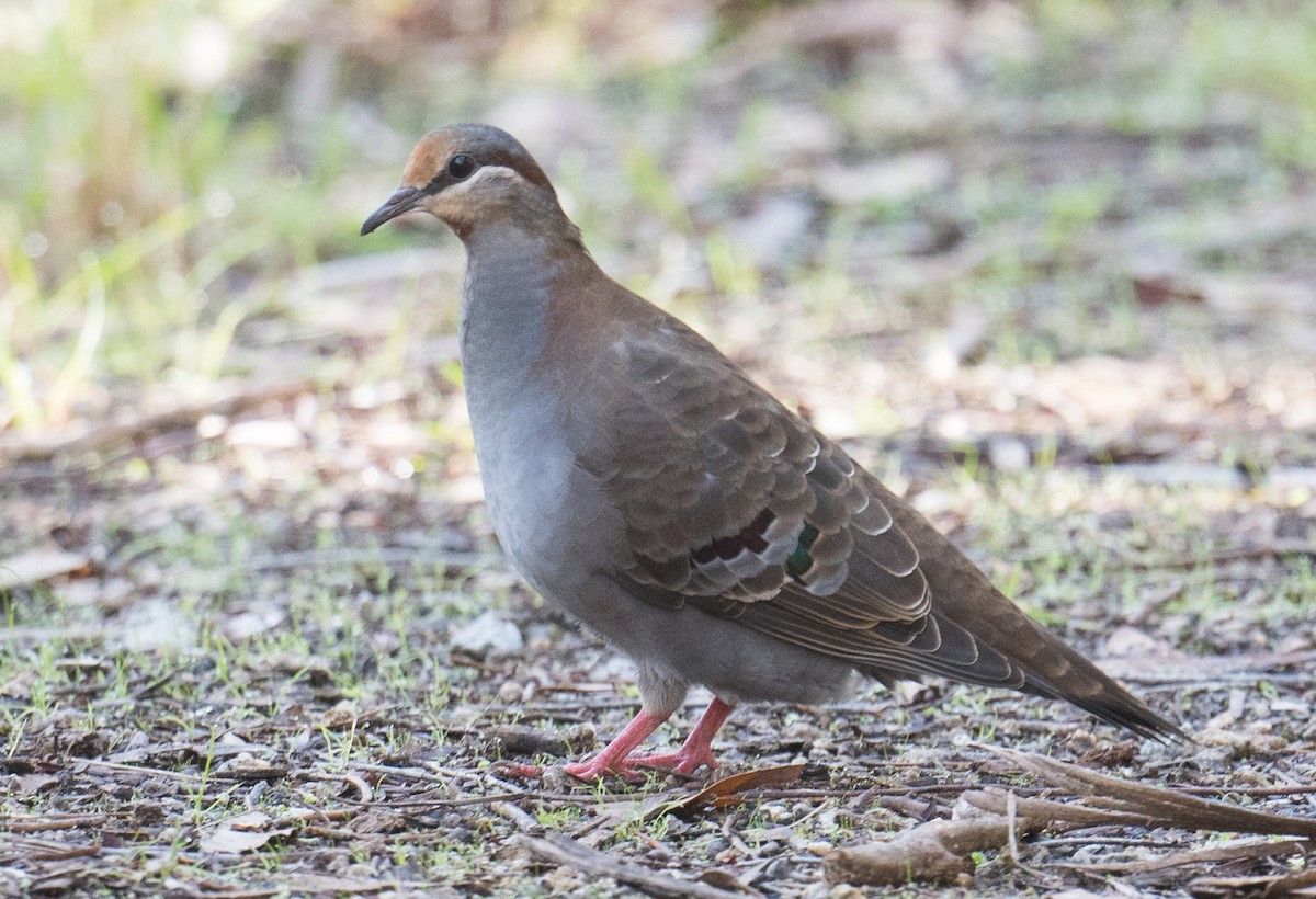 eBird Checklist - 13 May 2024 - Wicks Reserve - 36 species