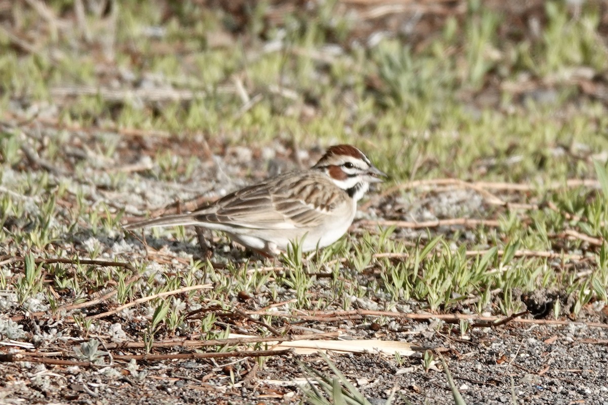 eBird Checklist - 12 May 2024 - Del Norte Park and River Walk - 24 species