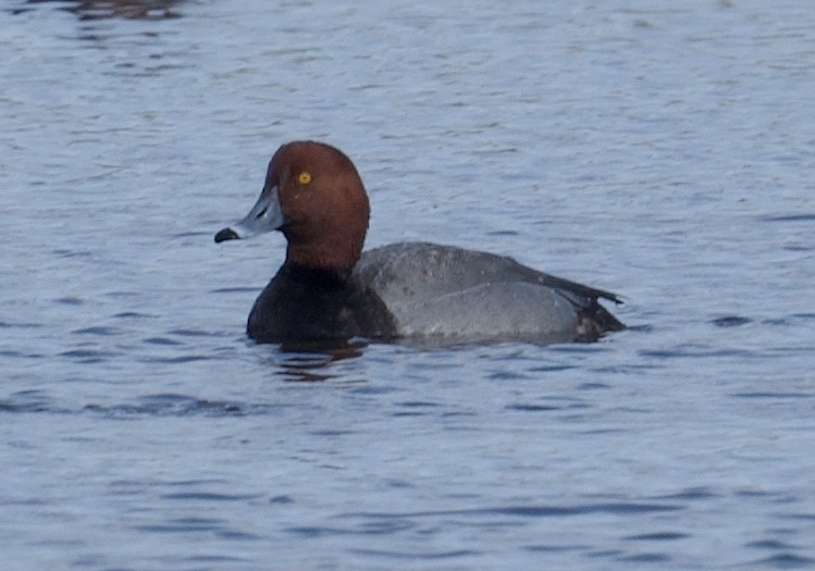 eBird Checklist - 12 May 2024 - Malheur NWR--Headquarters - 48 species ...
