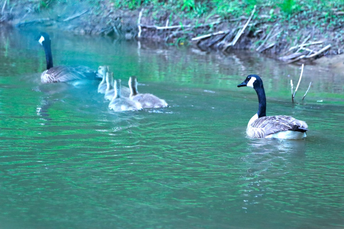 eBird Checklist - 12 May 2024 - Choccolocco Park - 20 species