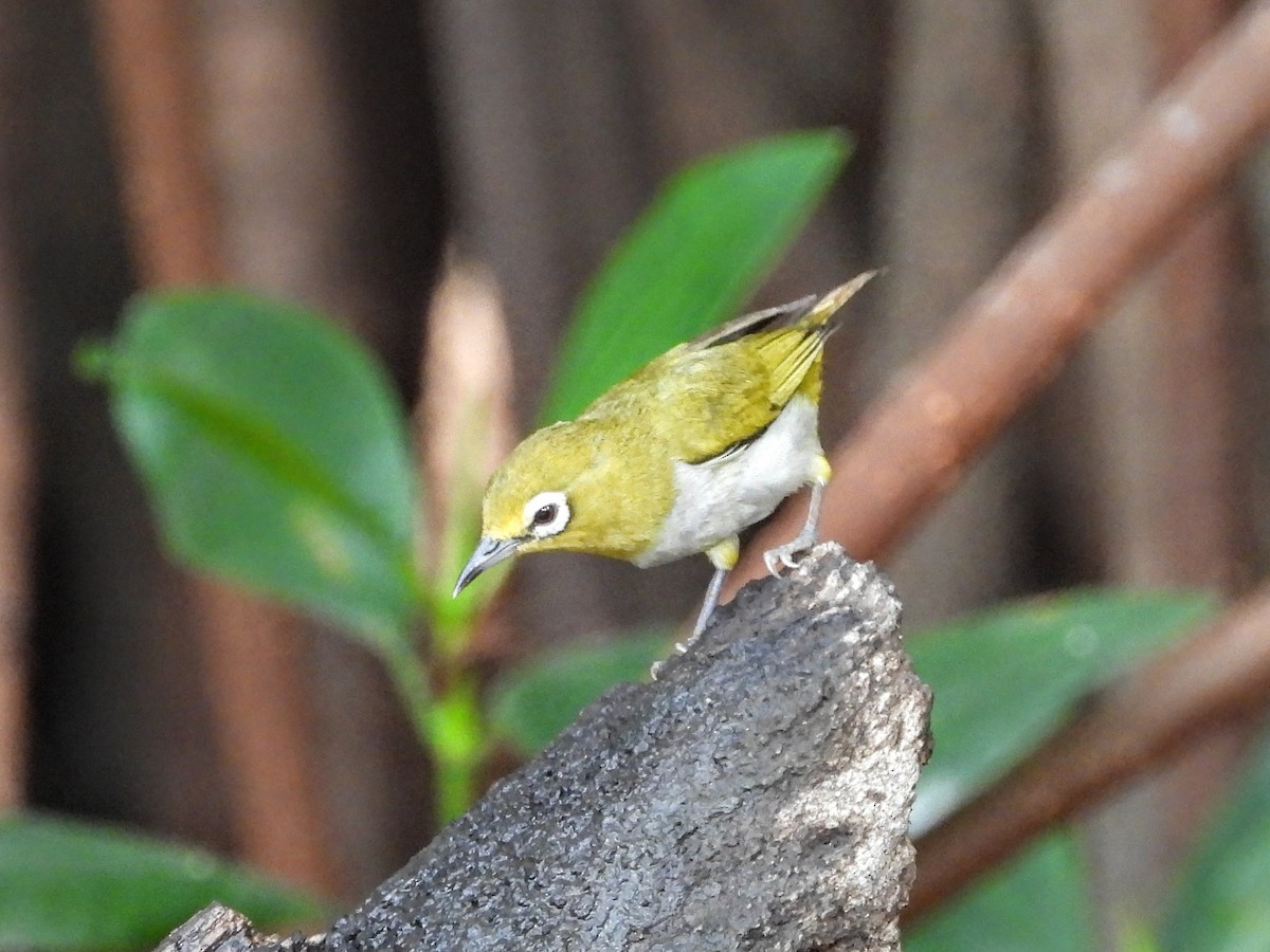 Media Search - Macaulay Library and eBird