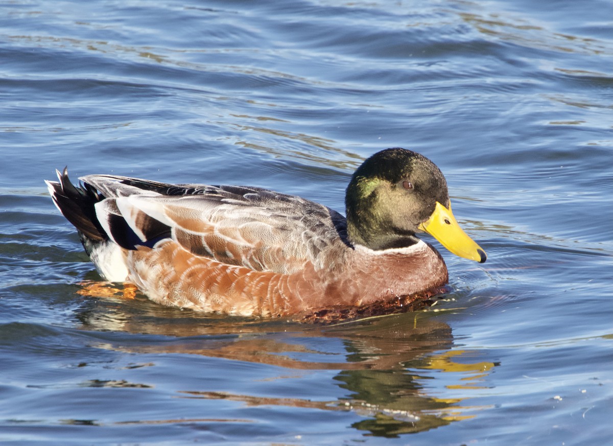 eBird Checklist - 13 May 2024 - Newey Reservoir and Sewage Treatment ...