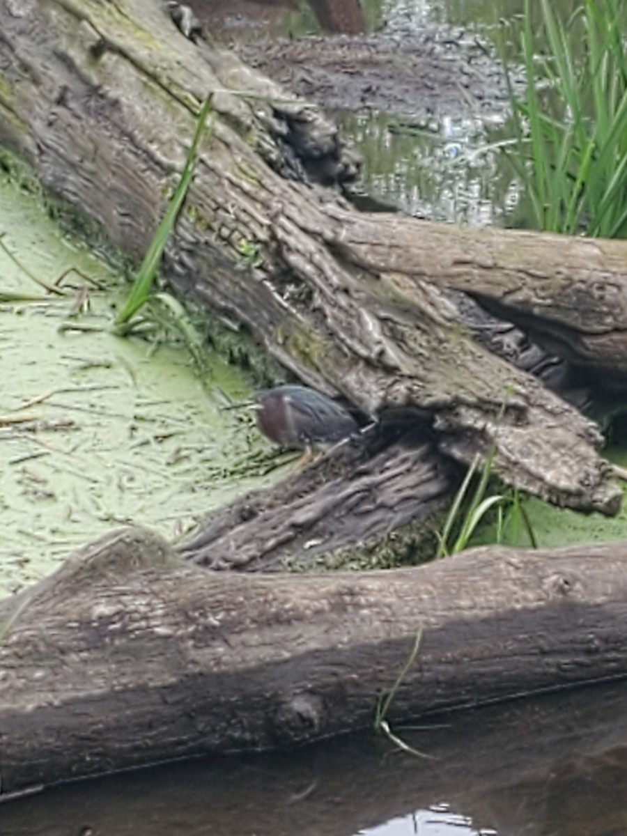 eBird Checklist - 12 May 2024 - Mentor Marsh Spring Bird Walks - 73 species