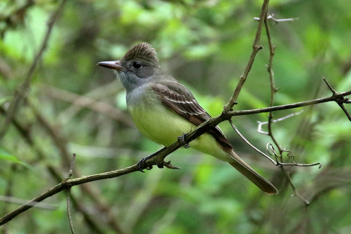 Maryland-DC Breeding Bird Atlas Checklist - 13 May 2024 - The Izaak ...