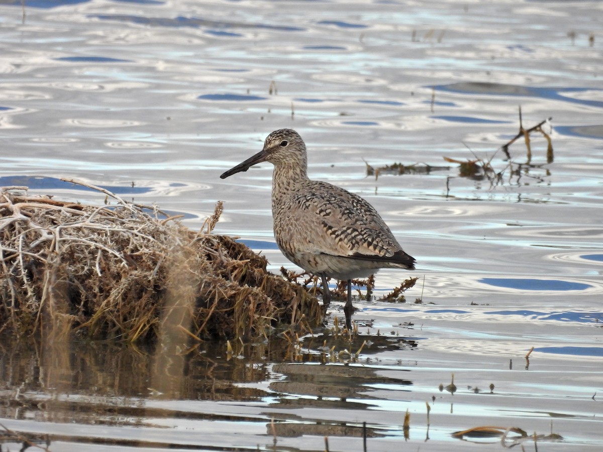 eBird Checklist - 13 May 2024 - Hutton Lake NWR - 49 species