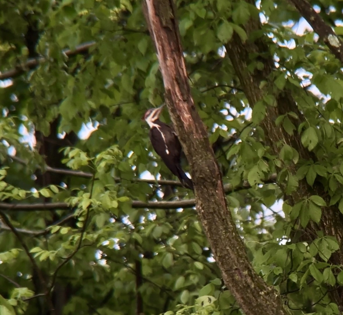 Pennsylvania Bird Atlas Checklist - 11 May 2024 - Faylor Lake - 38 species