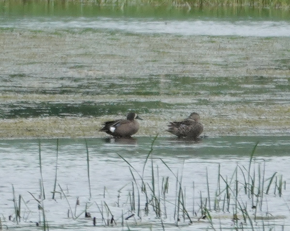 New York Breeding Bird Atlas Checklist - 13 May 2024 - Sherburne ...