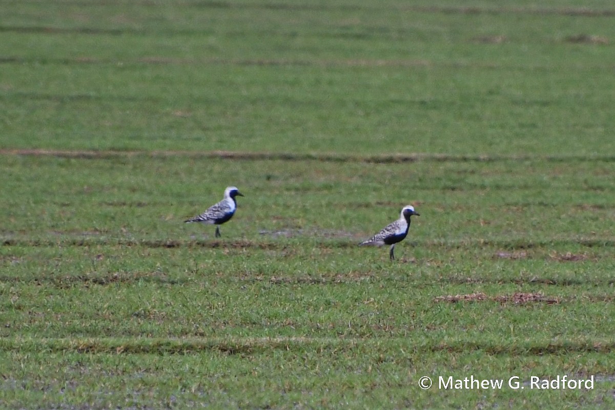 eBird Checklist - 13 May 2024 - Bixby Sod Farms - 53 species (+1 other ...