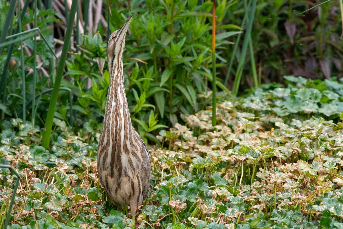 eBird Checklist - 13 May 2024 - Arcata Marsh and Wildlife Sanctuary ...