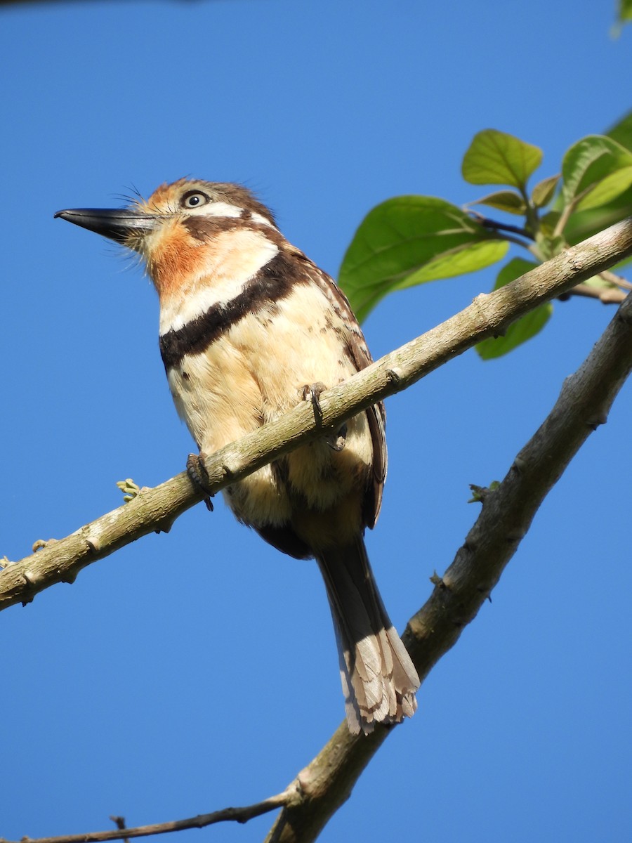 Russet-throated Puffbird - Hypnelus ruficollis - Media Search ...
