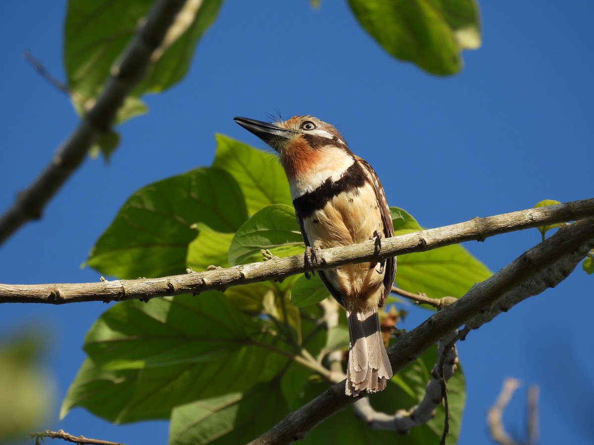 Russet-throated Puffbird - Hypnelus ruficollis - Media Search ...