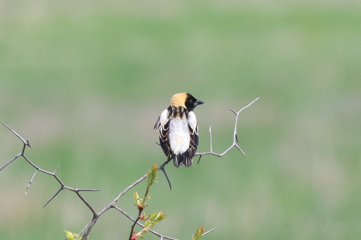 eBird Checklist - 13 May 2024 - 250 Gordon Lake Road, Echo Bay, Ontario ...