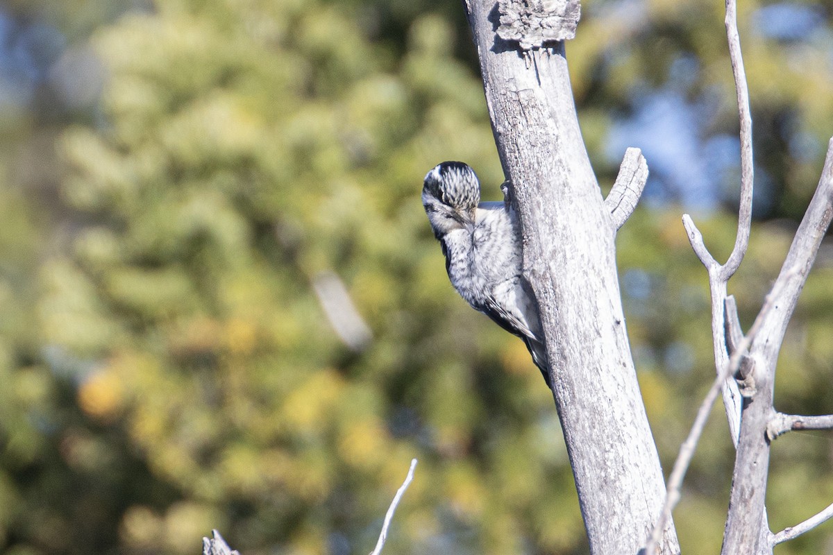 eBird Checklist - 12 May 2024 - Timber Creek Road, Judith Gap US-MT 46. ...