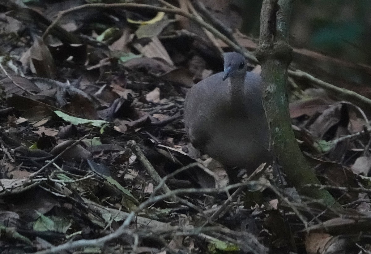 eBird Checklist - 1 May 2024 - Canopy Tower - 1 species