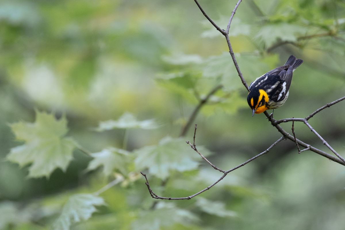 ML618993845 - Blackburnian Warbler - Macaulay Library