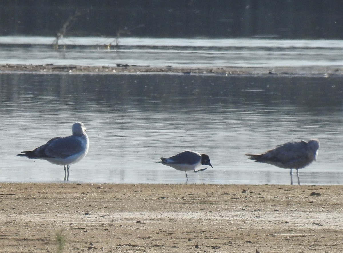 eBird Checklist - 13 May 2024 - Piute Ponds (permit required) - 77 ...
