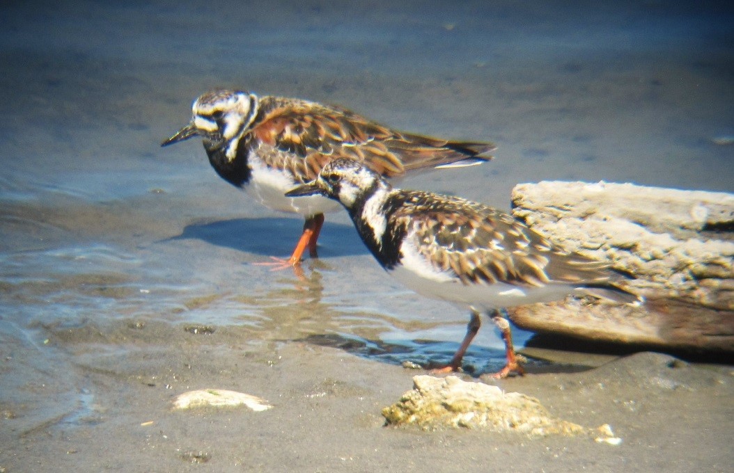 eBird Checklist - 11 May 2024 - Tokeland--marina - 27 species