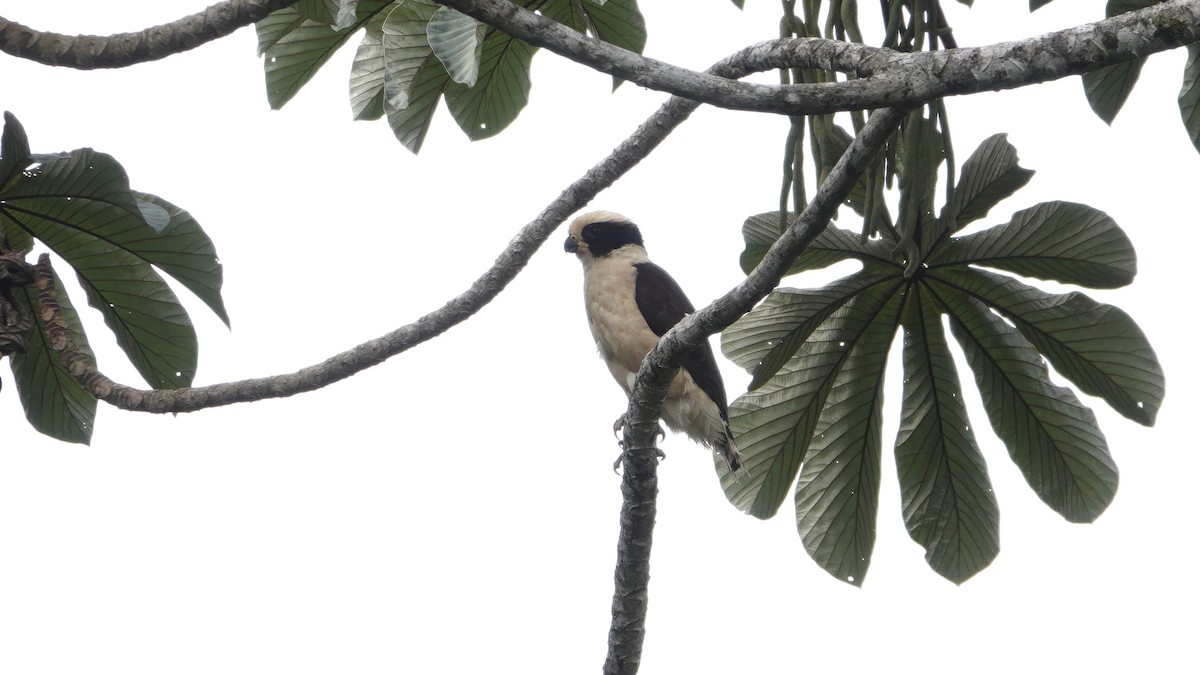 eBird Checklist - 15 Apr 2024 - Cockscomb Basin Wildlife Sanctuary - 31 ...