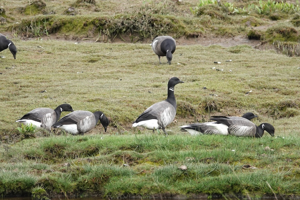 eBird Checklist - 13 May 2024 - Frampton Marsh RSPB Reserve - 66 species