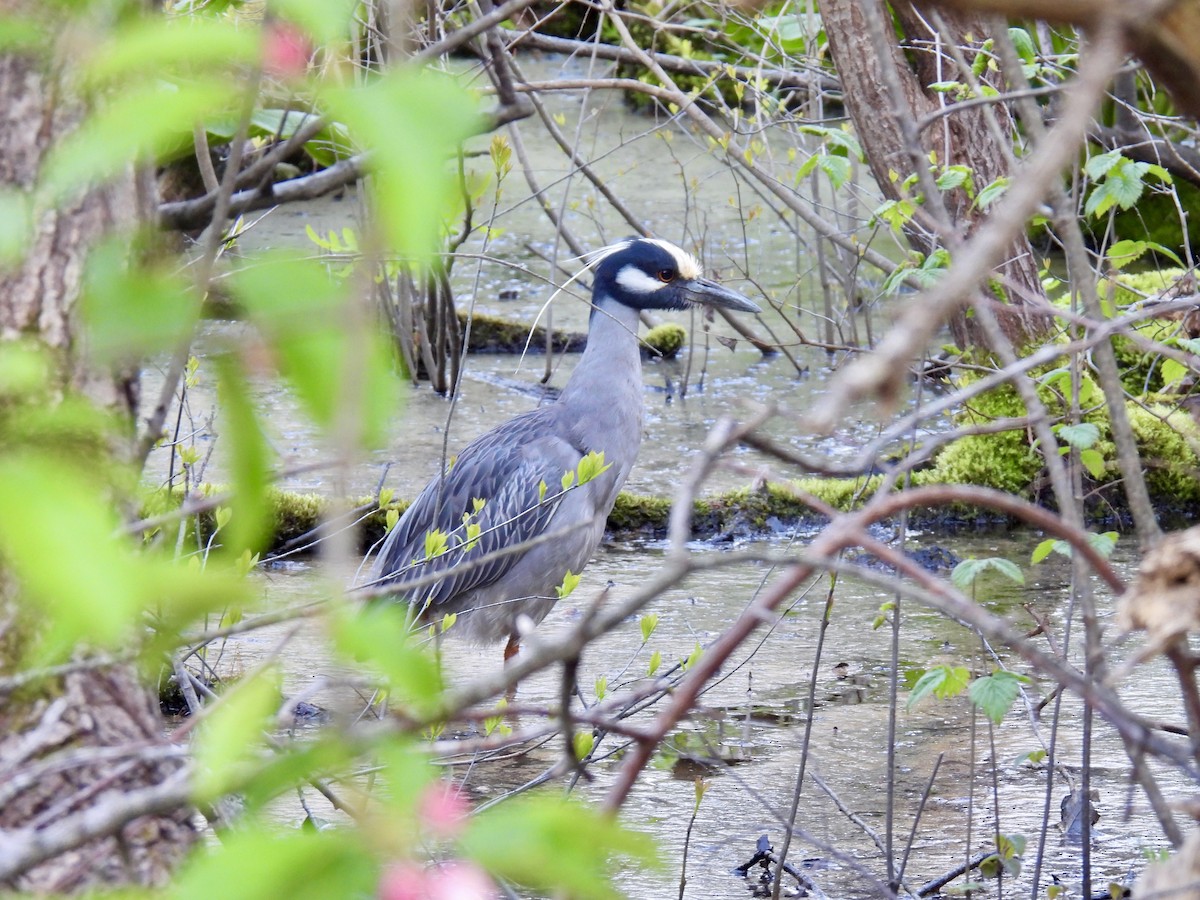 eBird Checklist - 13 May 2024 - Marblehead Neck Wildlife Sanctuary ...
