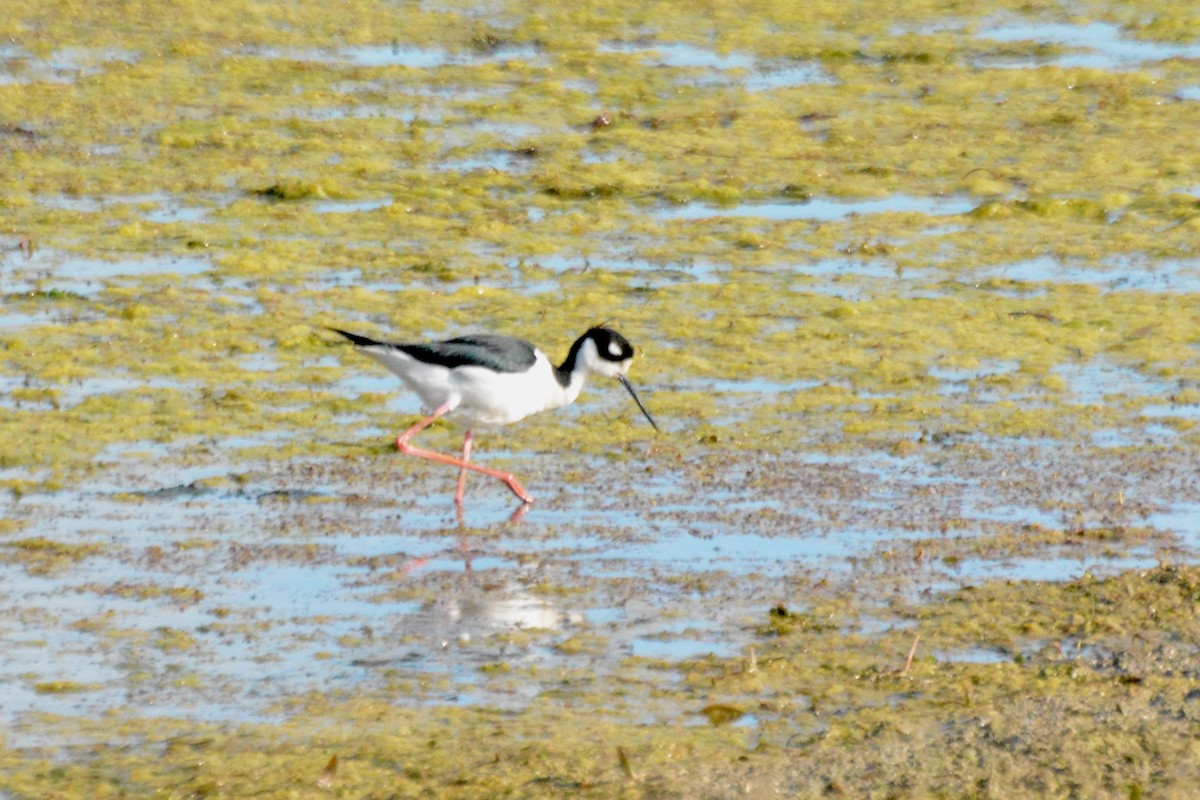 eBird Checklist - 10 May 2024 - Howard Marsh Metropark - 15 species