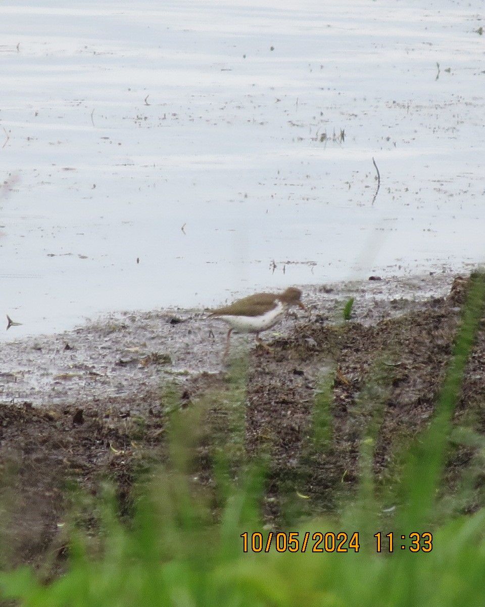 eBird Checklist - 10 May 2024 - Burtis Bay Park, Lakeside Boulevard ...